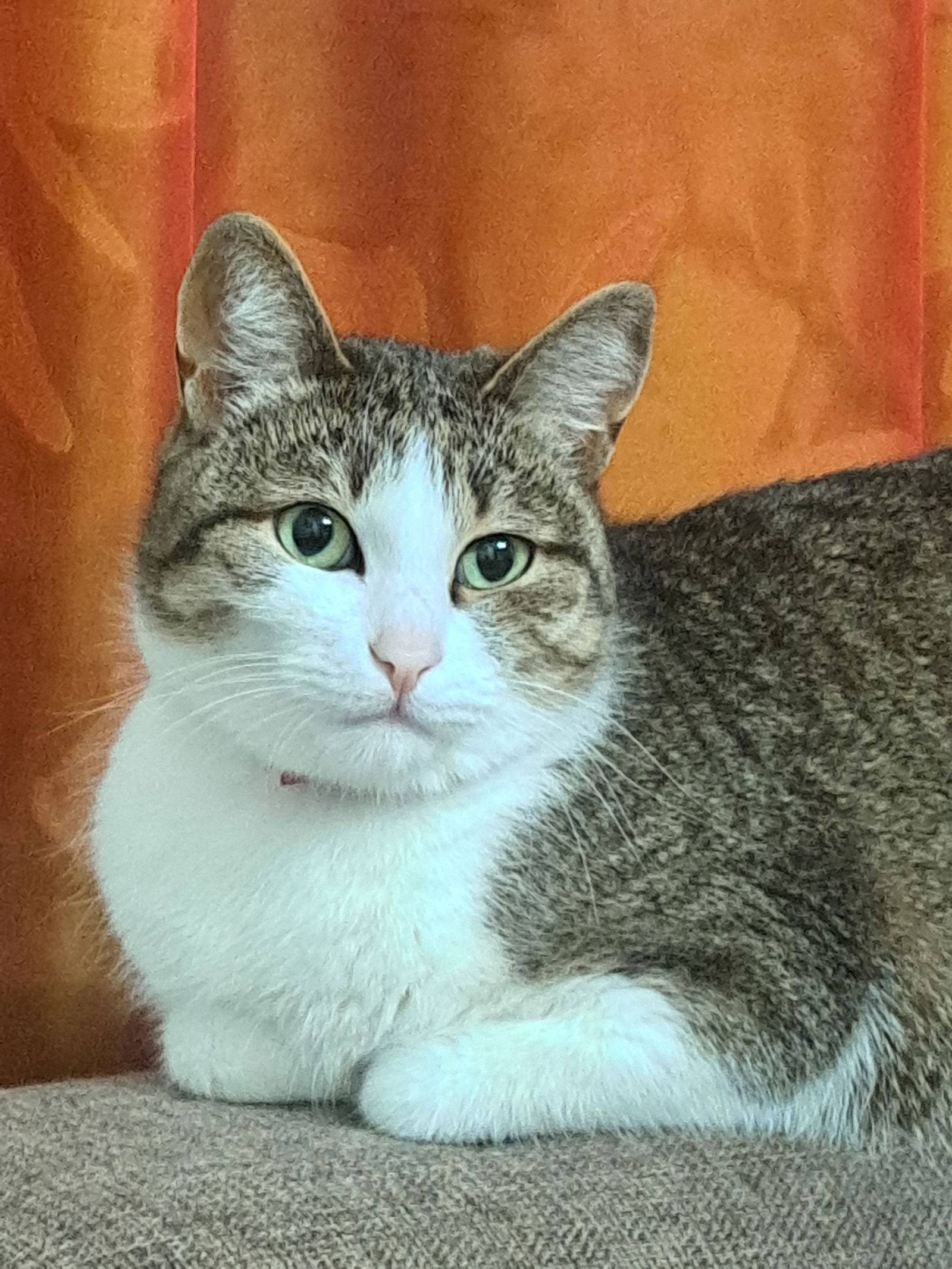 Красивая кошка? — Обсуждай